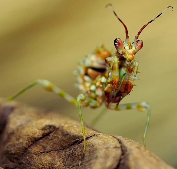 American ringed flower mantis (SciiFii) | Novum Terram Wiki | Fandom