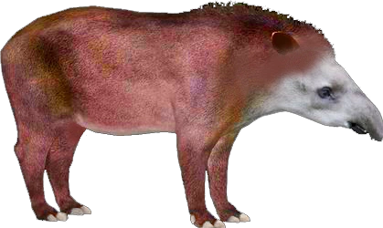 Vero tapir (SciiFii) | Novum Terram Wiki | Fandom