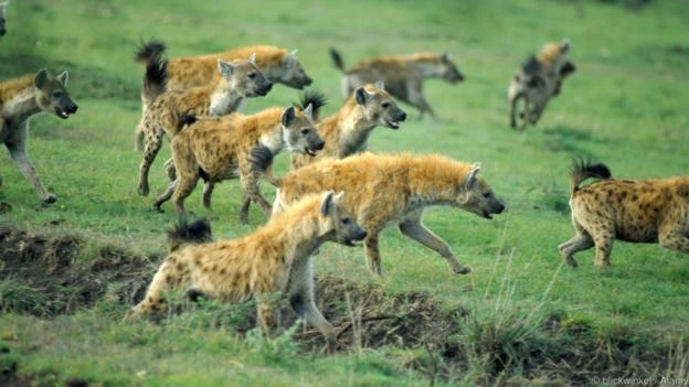 North American Hyena | Novum Terram Wiki | Fandom