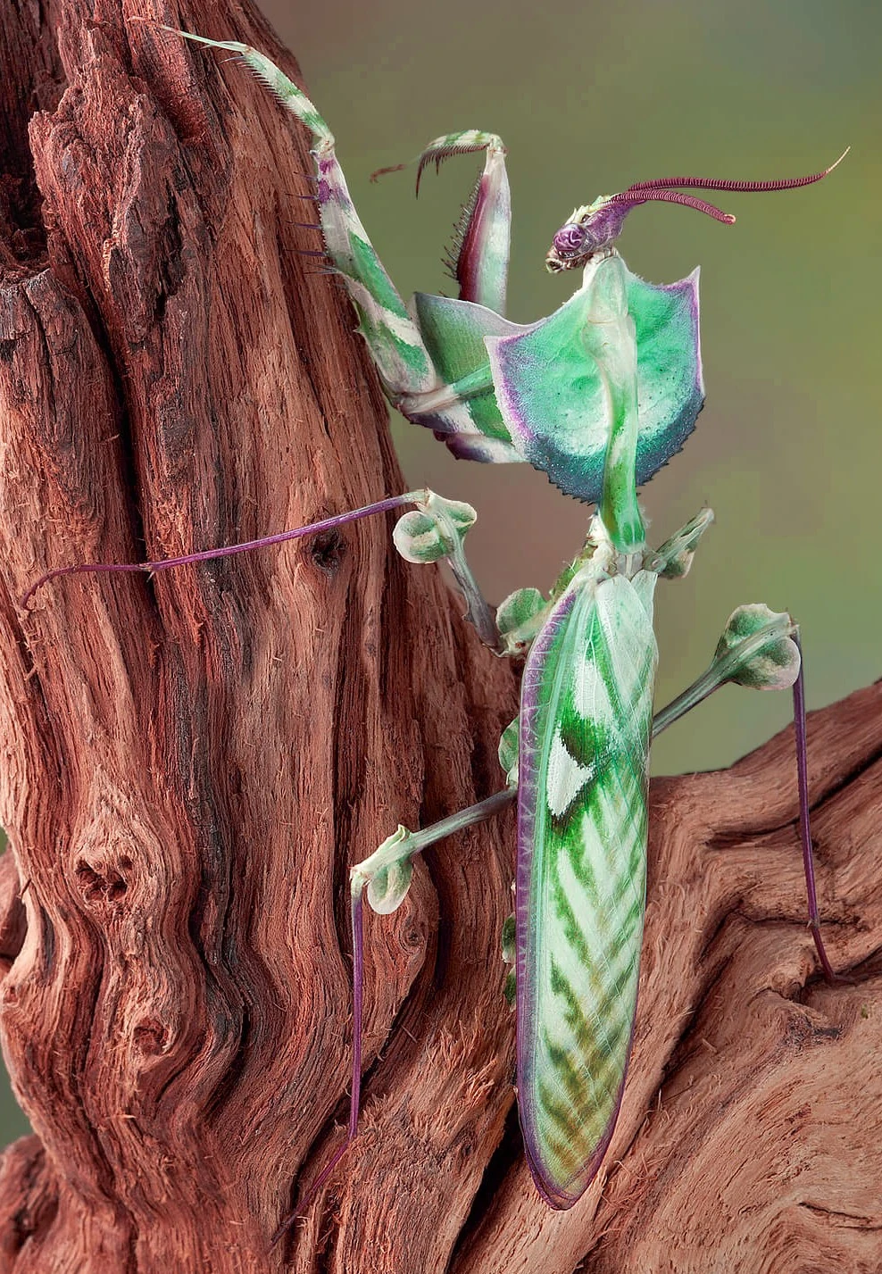 Devil's American flower mantis (SciiFii) | Novum Terram Wiki | Fandom