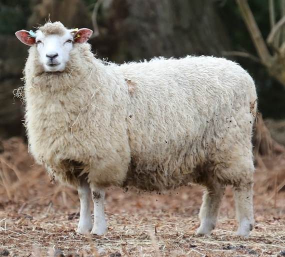 Falkland Islands Sheep Sciifii Novum Terram Wiki Fandom