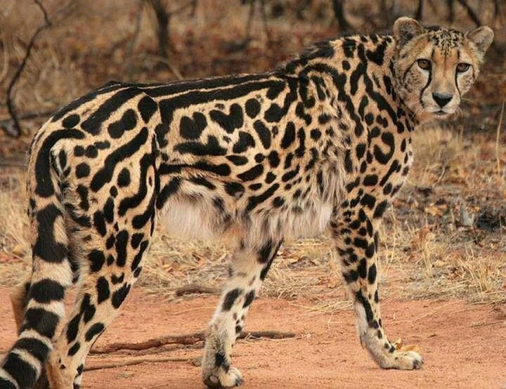 North American Cheetah | Novum Terram Wiki | Fandom