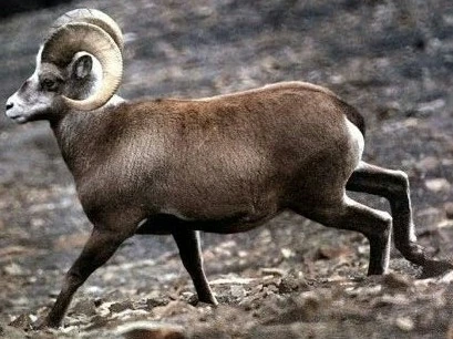 American snow sheep (SciiFii) | Novum Terram Wiki | Fandom