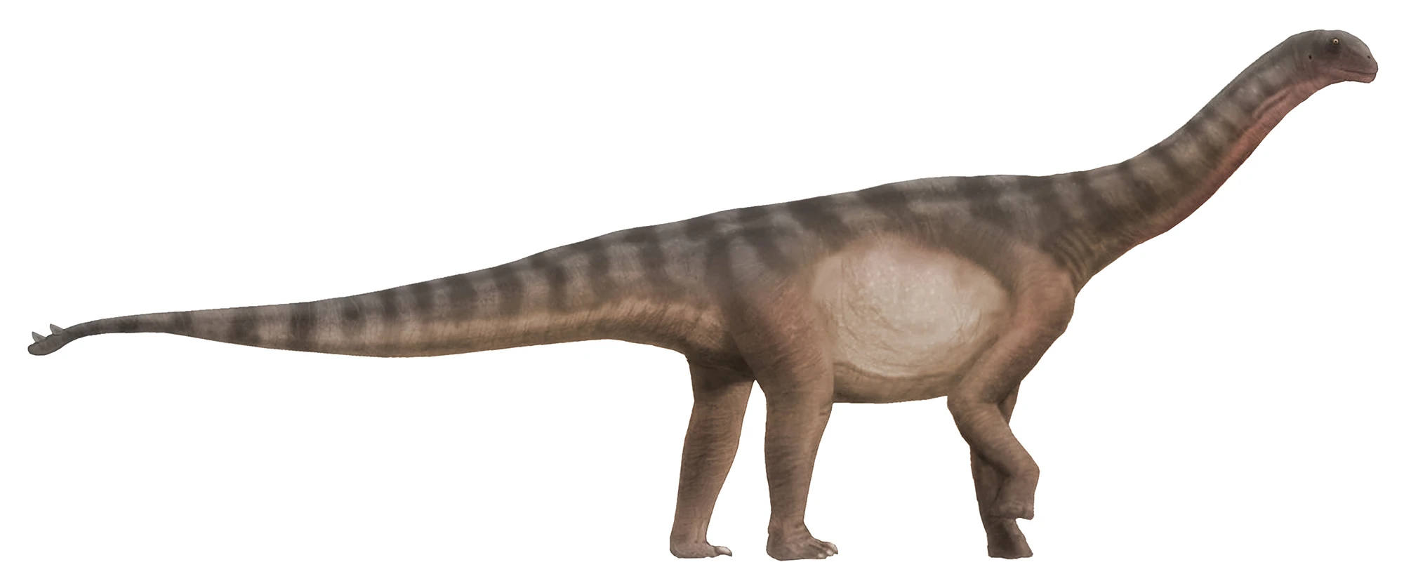 Shunosaurus | Novum Terram Wiki | Fandom