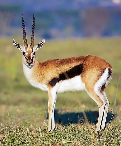 Gazelle Animal