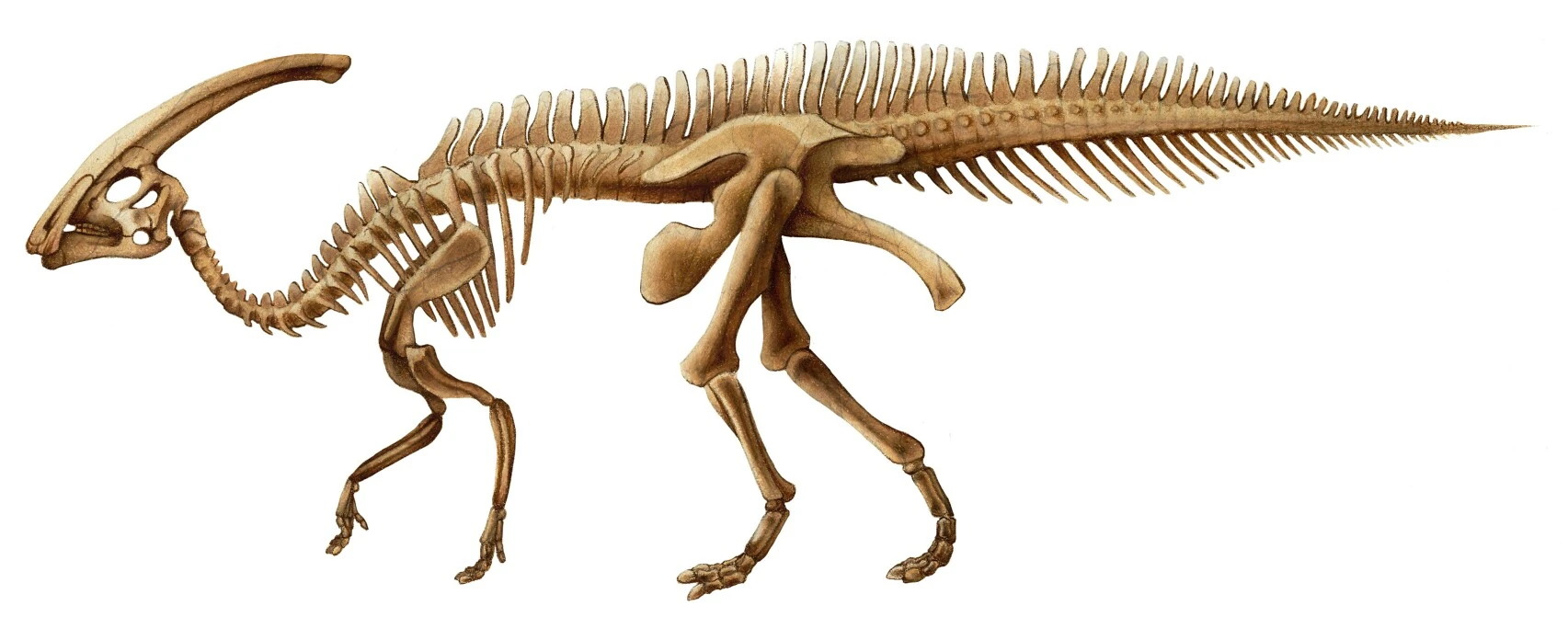 Parasaurolophus Fossilien