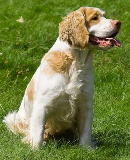 Alpine Spaniel (SciiFii) | Novum Terram Wiki | Fandom