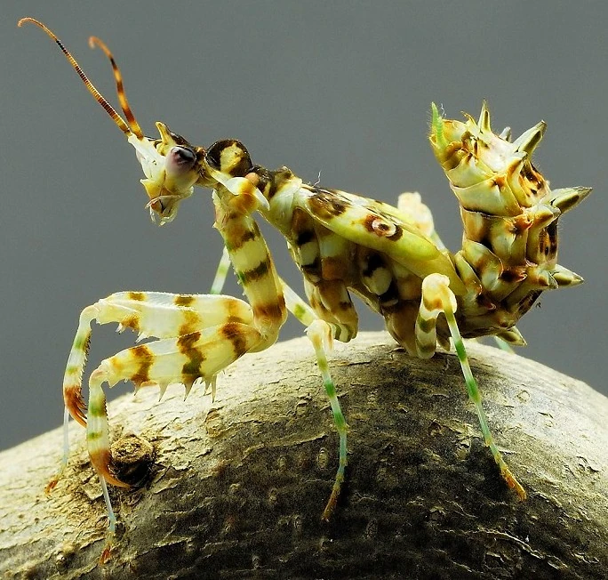 American spiny flower mantis (SciiFii) | Novum Terram Wiki | Fandom