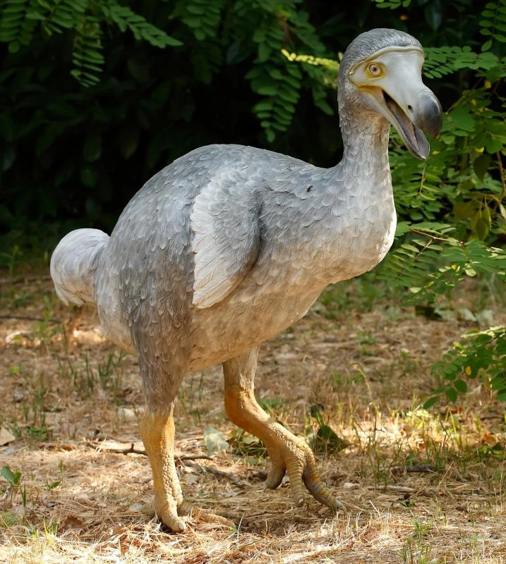 White dodo (Dino world) | Novum Terram Wiki | Fandom