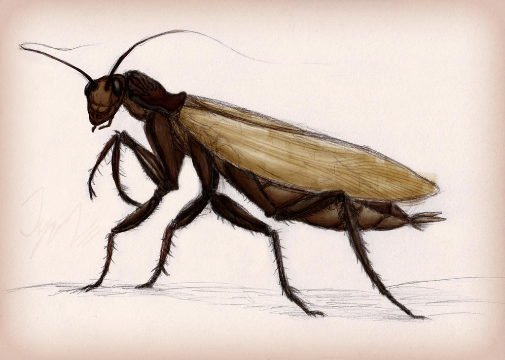 Cockroach mantis (JPTNW) | Novum Terram Wiki | Fandom