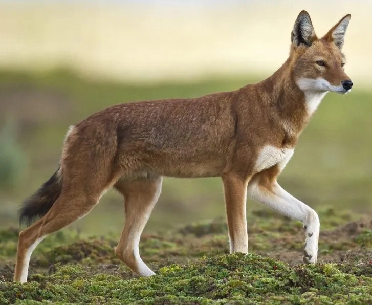 Western Ethiopian wolf (SciiFii) | Novum Terram Wiki | Fandom