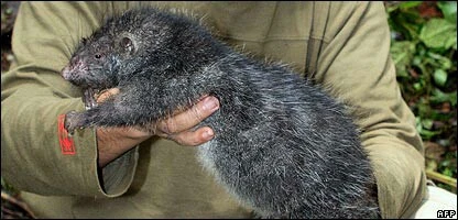 Big Mouse | Novum Terram Wiki | Fandom