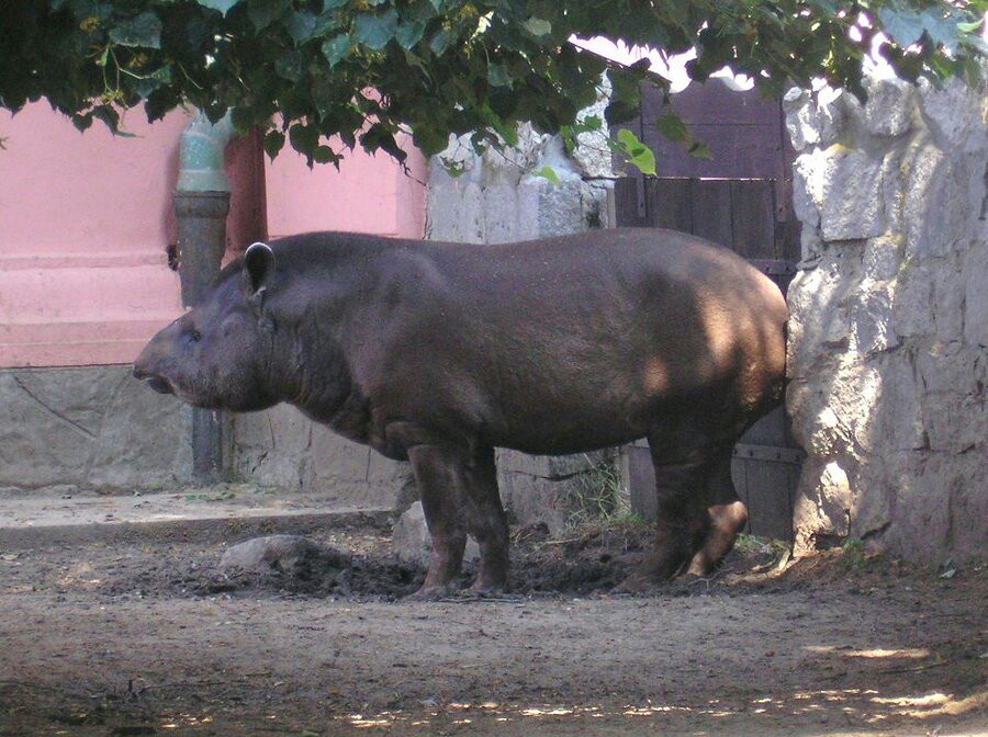 European Tapir Novum Terram Wiki Fandom
