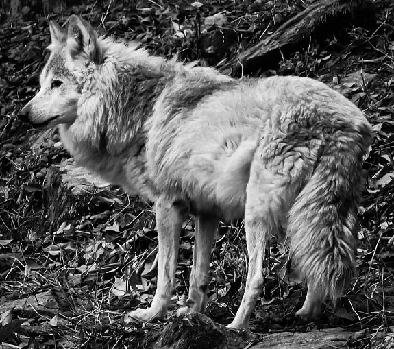 Northern Chinese Gray Wolf | Novum Terram Wiki | Fandom