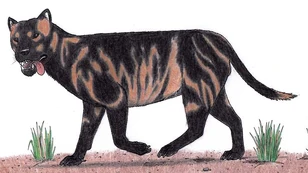 Banded dog (SciiFii) | Novum Terram Wiki | Fandom