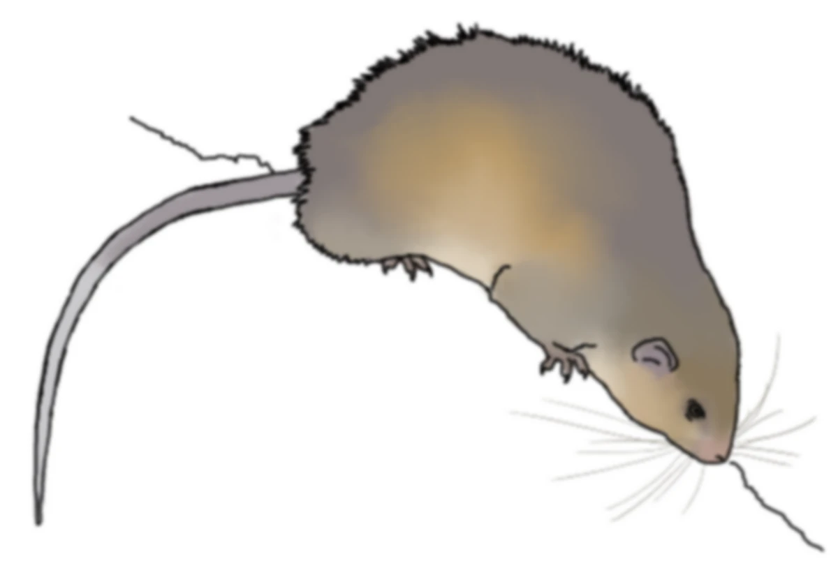 Brachytarsomys mahajambaensis (SciiFii) | Novum Terram Wiki | Fandom