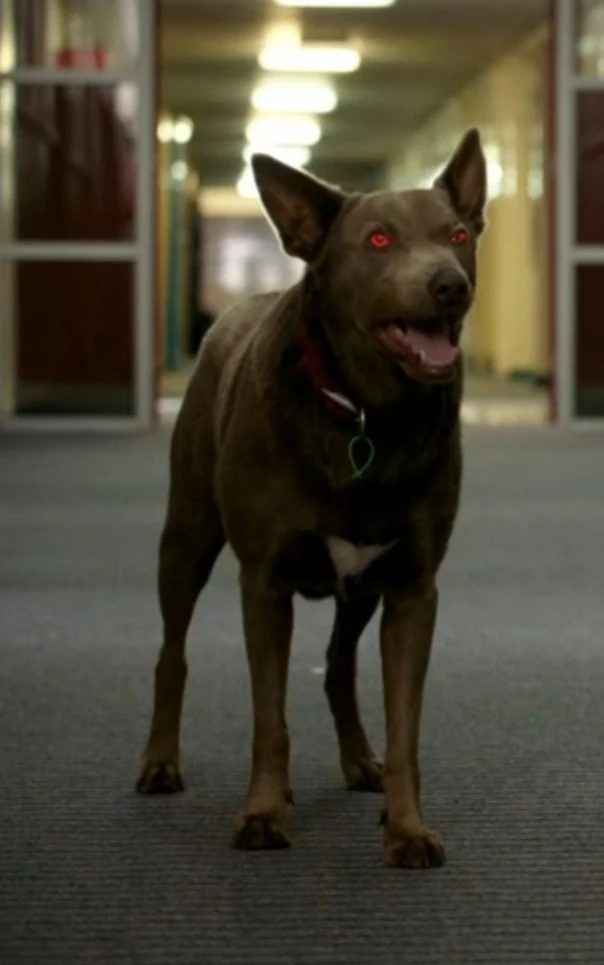 Zeus (Alternate World) | Nowhere Boys Wiki | Fandom