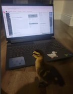 Duckling | Npc Wcue Wiki | Fandom