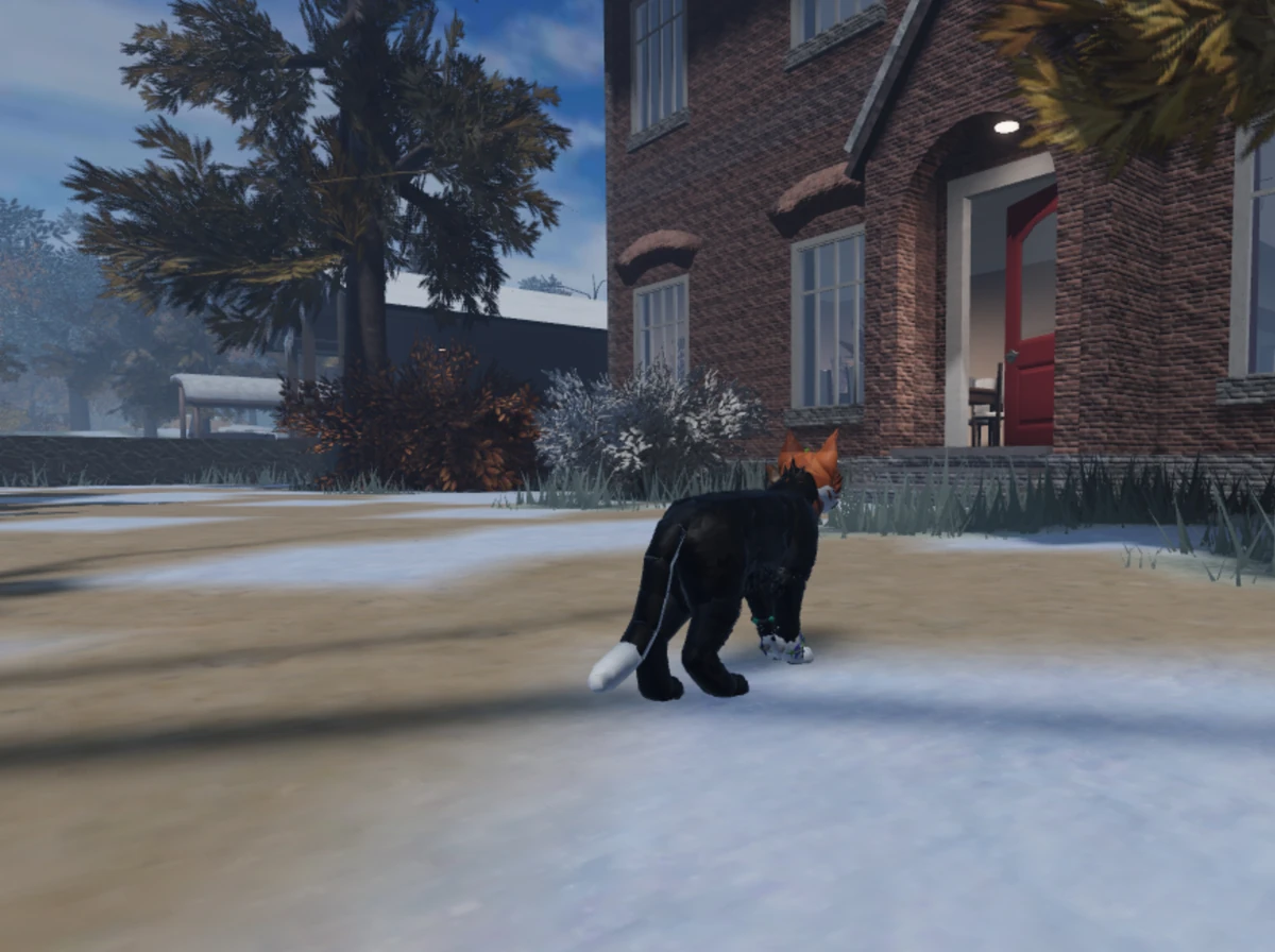 Kittypets (LOCATION) | Npc Wcue Wiki | Fandom