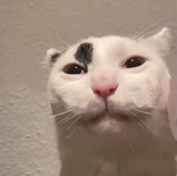 Vjb | NPC Servers Wiki | Fandom