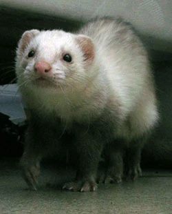 Ferret | NUMA Wiki | Fandom
