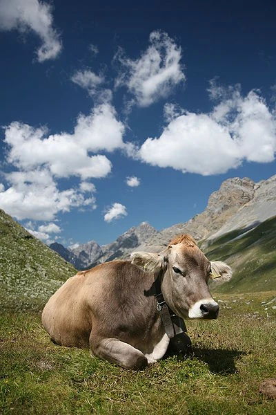 Cattle | NUMA Wiki | Fandom