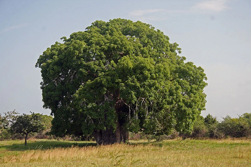 Baobab Tree | NUMA Wiki | Fandom