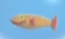 Fish | Numberblocks Wiki | Fandom