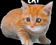 Cat | Numberkitty Wiki | Fandom