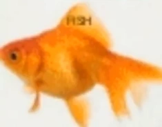 FISH | Numberkitty Wiki | Fandom