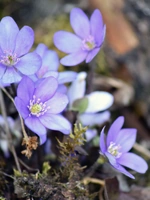 Moriko | Numoori Wiki | Fandom