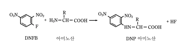 아미노산의 화학반응 | 식품영양 위키 | Fandom