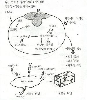 감 | 식품영양 위키 | Fandom