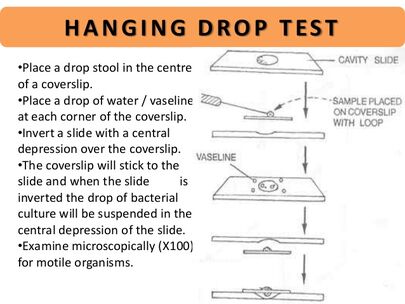 Hanging Drop Technique | 식품영양 위키 | Fandom