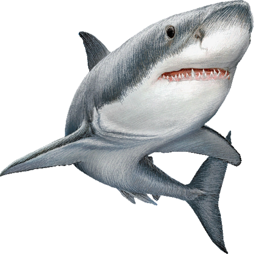 Terry The Shark | NwiS Wiki | Fandom