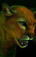 Crag cat | NWNWiki | Fandom