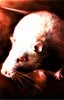 Rat | NWNWiki | Fandom