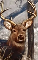 Deer | NWNWiki | Fandom