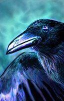Raven (familiar) | NWNWiki | Fandom