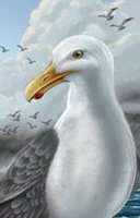 Seagull | NWNWiki | Fandom