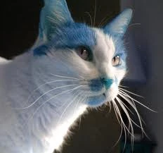 GalacticNyanFox’s page of all pictures :3 | Nyan Cat Wiki | Fandom