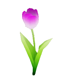 Purple Tulip | Oaklands Wiki | Fandom