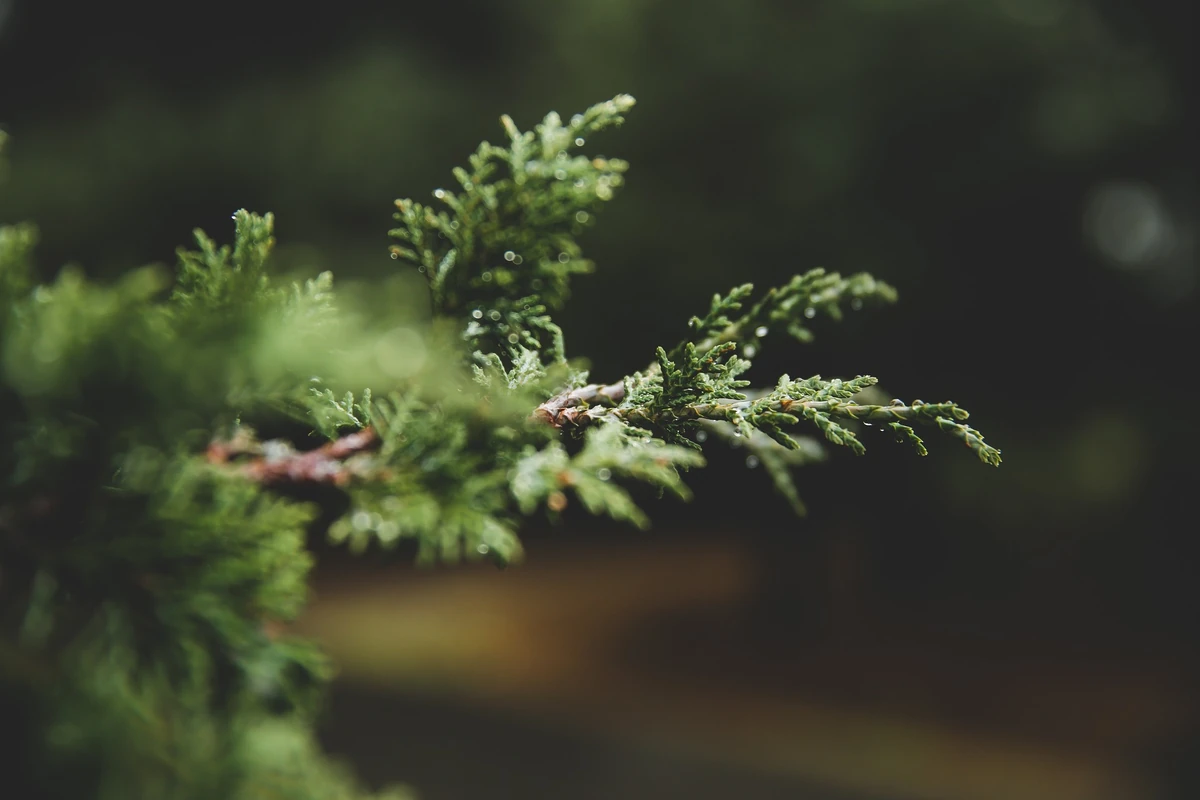 Evergreen | OAKPODCAST Wiki | Fandom