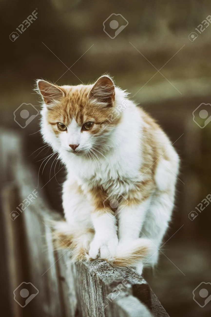 Elora | Oasis Warrior Cats Wiki | Fandom