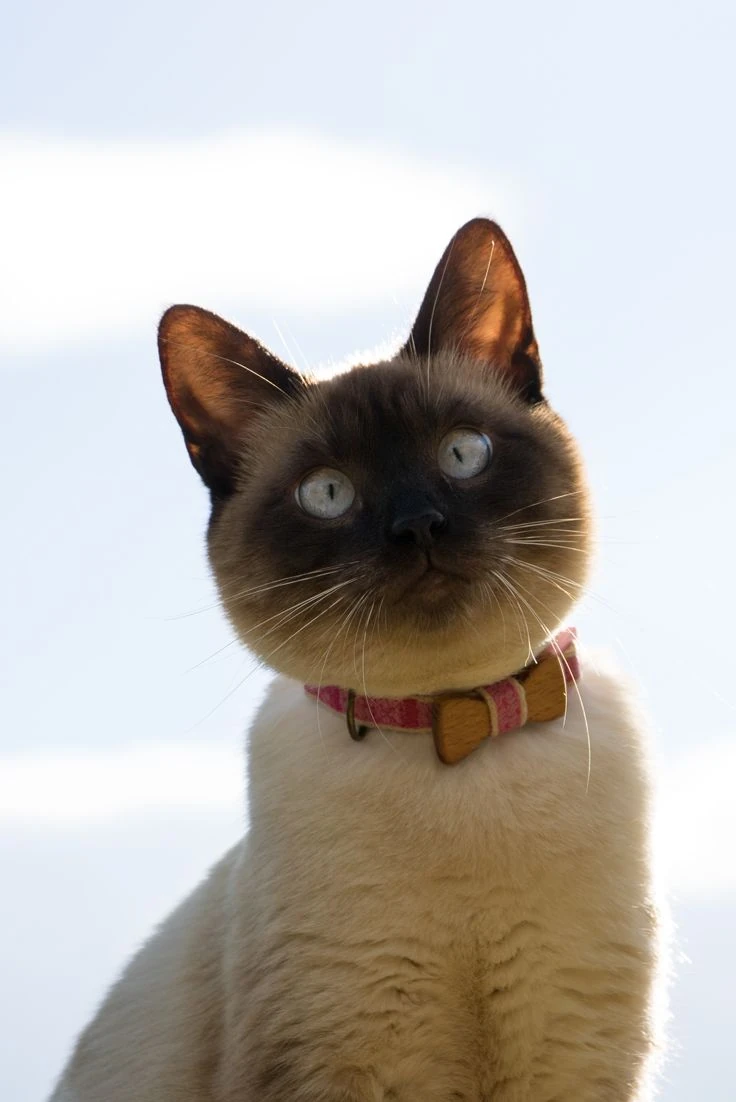 Brownie | Oasis Warrior Cats Wiki | Fandom