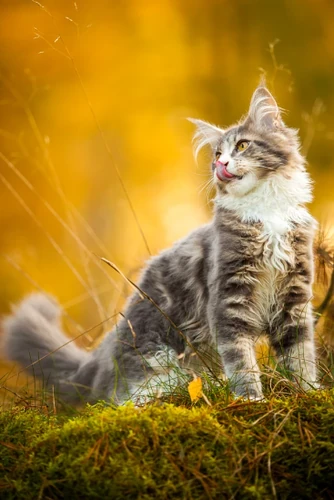 Birchwhisker | Oasis Warrior Cats Wiki | Fandom