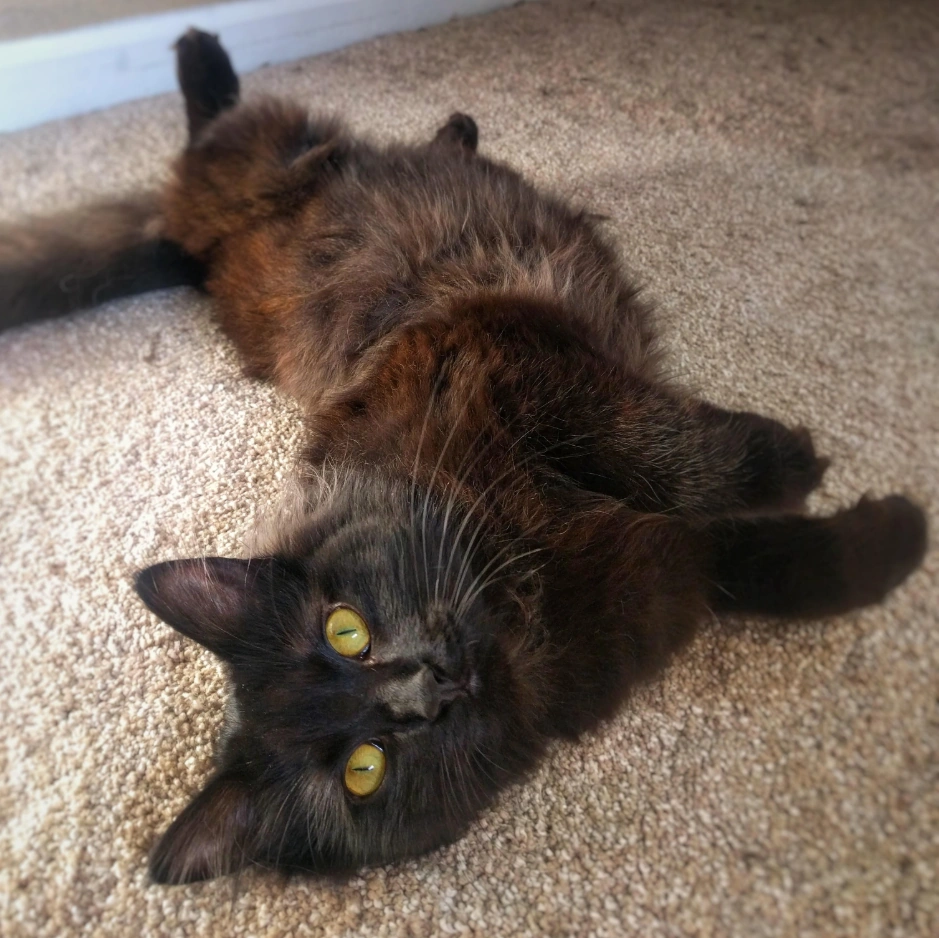 Robin | Oasis Warrior Cats Wiki | Fandom