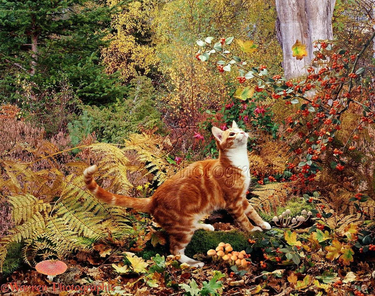 Mellowflame | Oasis Warrior Cats Wiki | Fandom