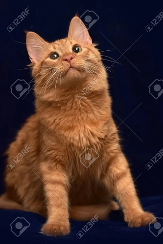 Russetclaw | Oasis Warrior Cats Wiki | Fandom