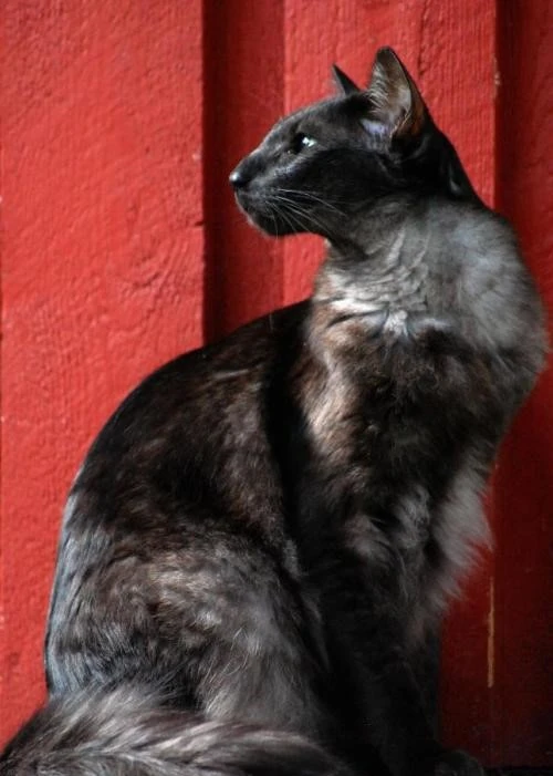 Dimitri | Oasis Warrior Cats Wiki | Fandom